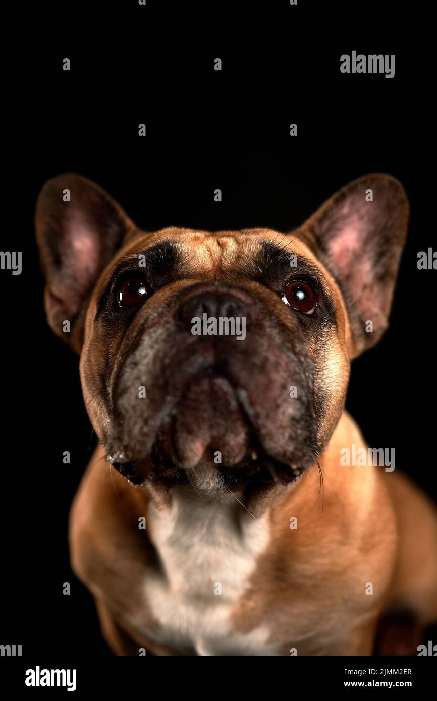 A brown French Bulldog isolated on black background Stock Photo - Alamy