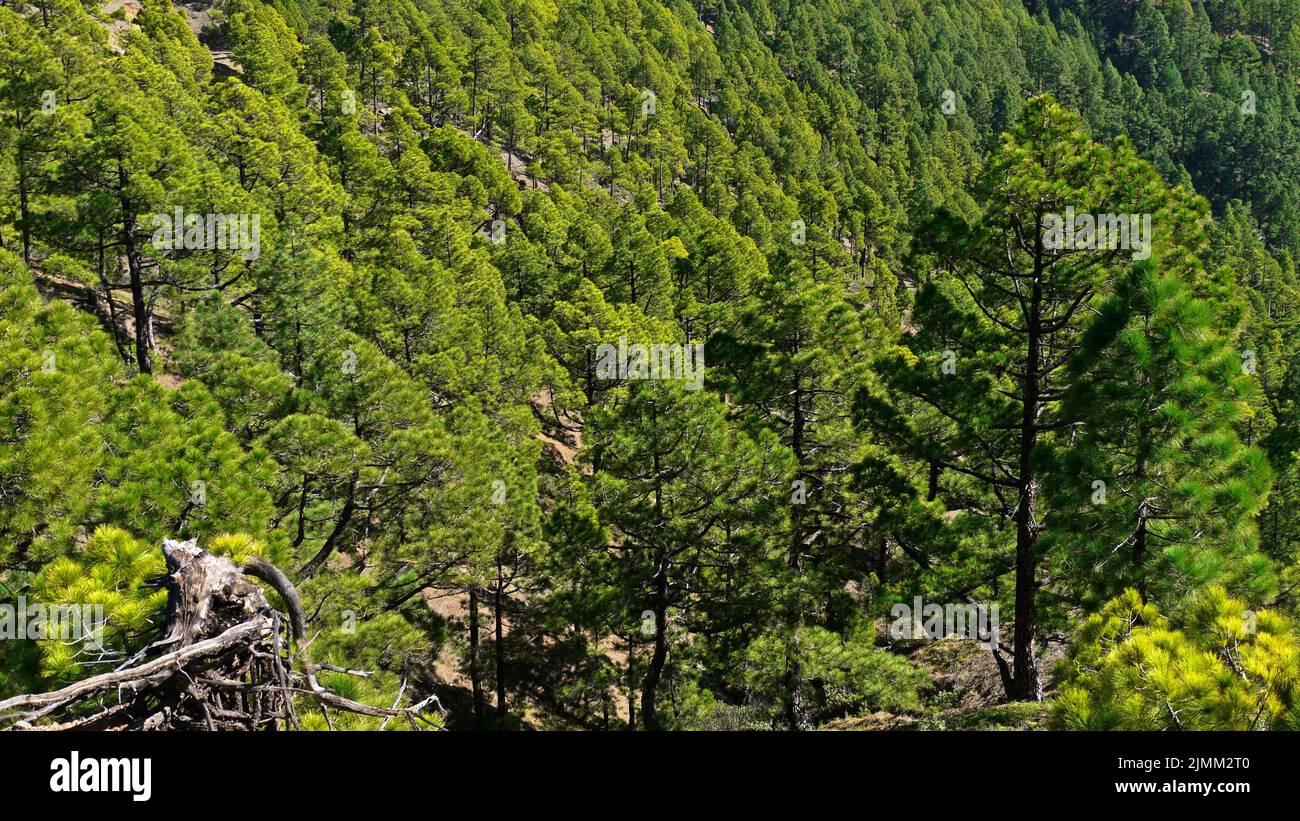 Canary Island pine (Pinus canariensis) forest. From La Cumbrecita ...