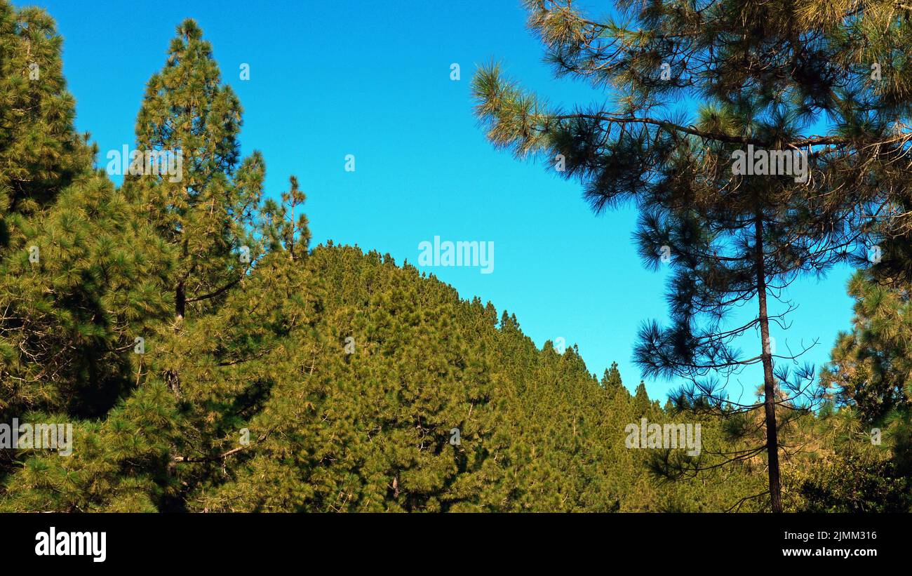 Canary Island pine (Pinus canariensis) forest 4. From Llano de la Mosca ...