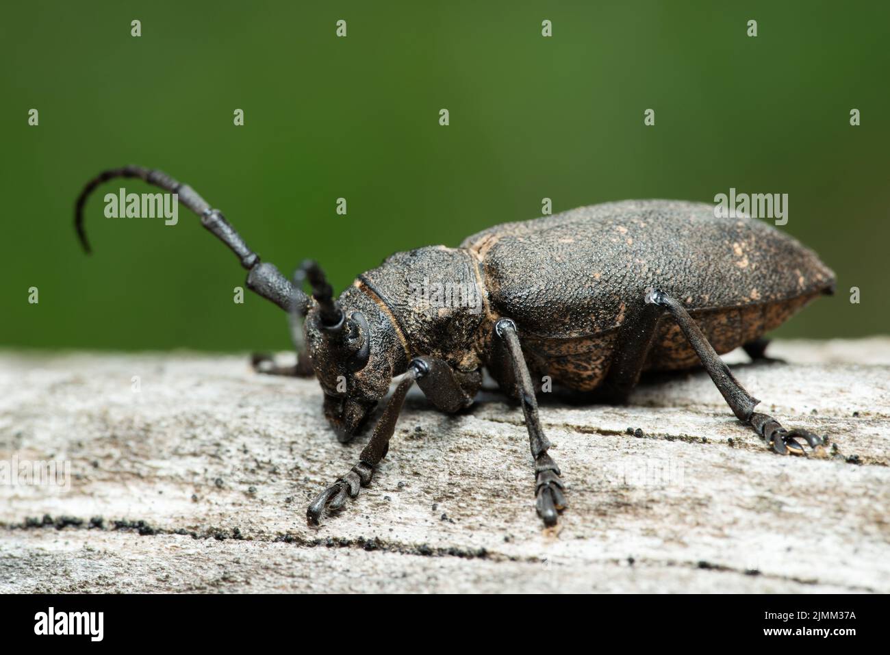 Long-horned weaver beetle Stock Photo - Alamy