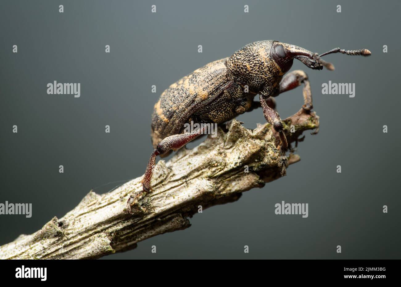 Beetle Large pine weevil Stock Photo - Alamy