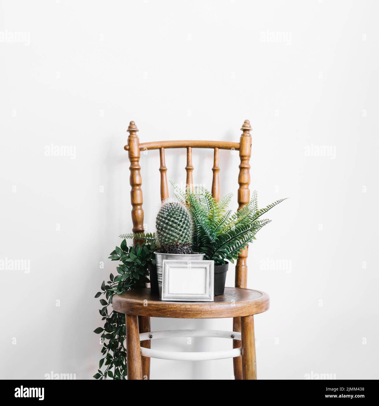 Cactus plants chair Stock Photo - Alamy