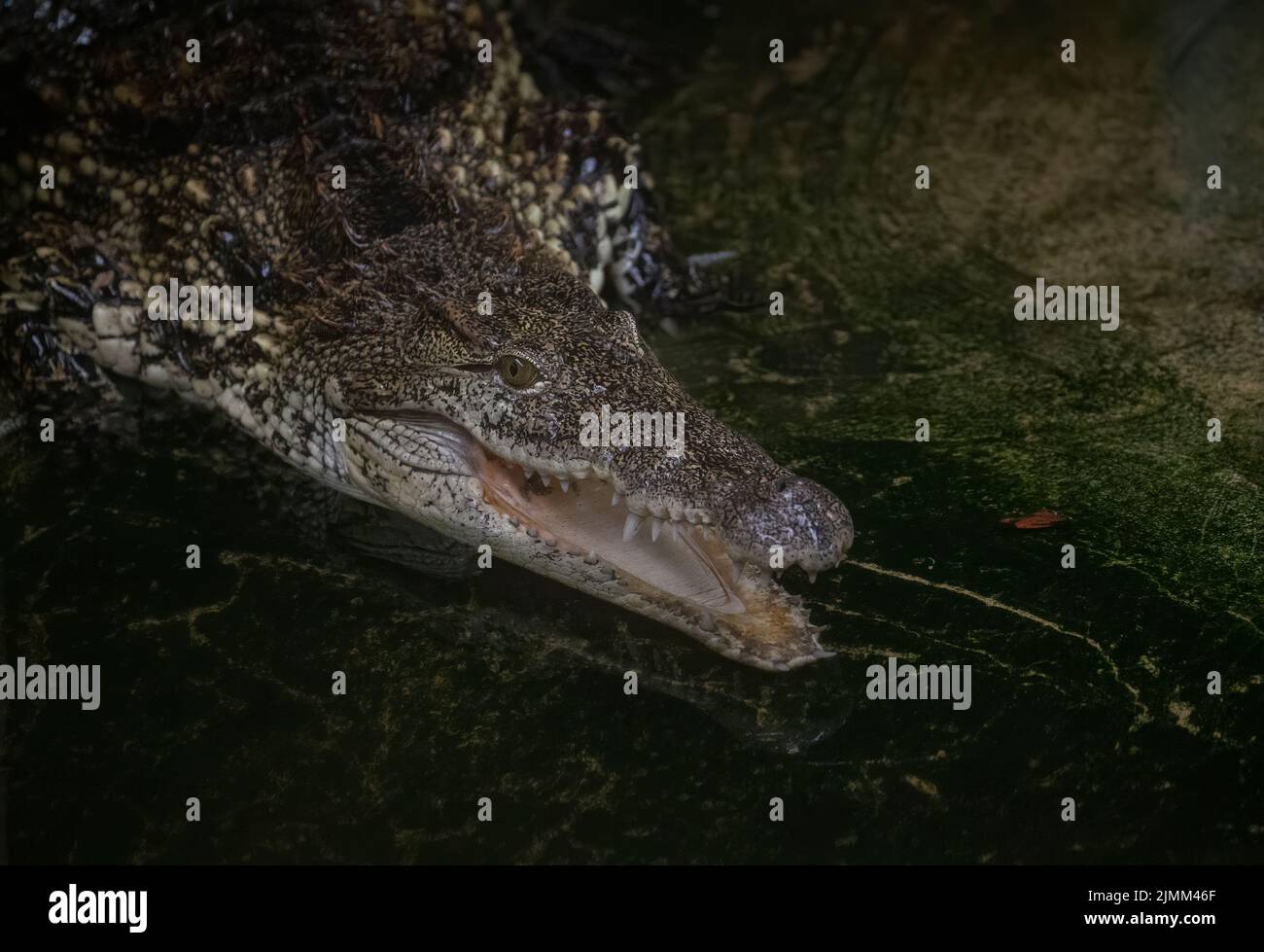 Nile rat hi-res stock photography and images - Alamy