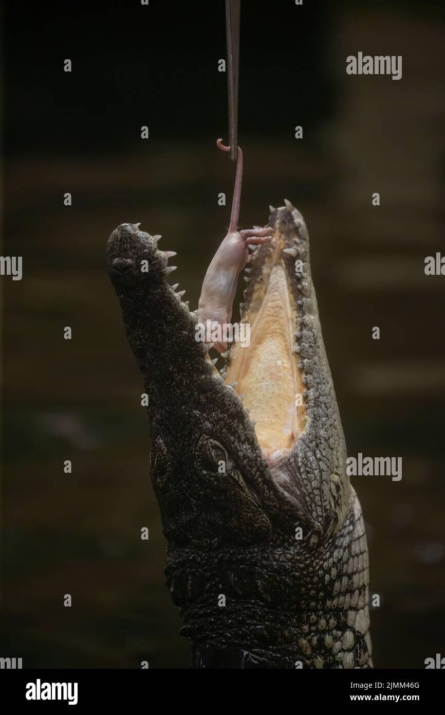 Nile crocodile trying to get a rat for food Stock Photo - Alamy