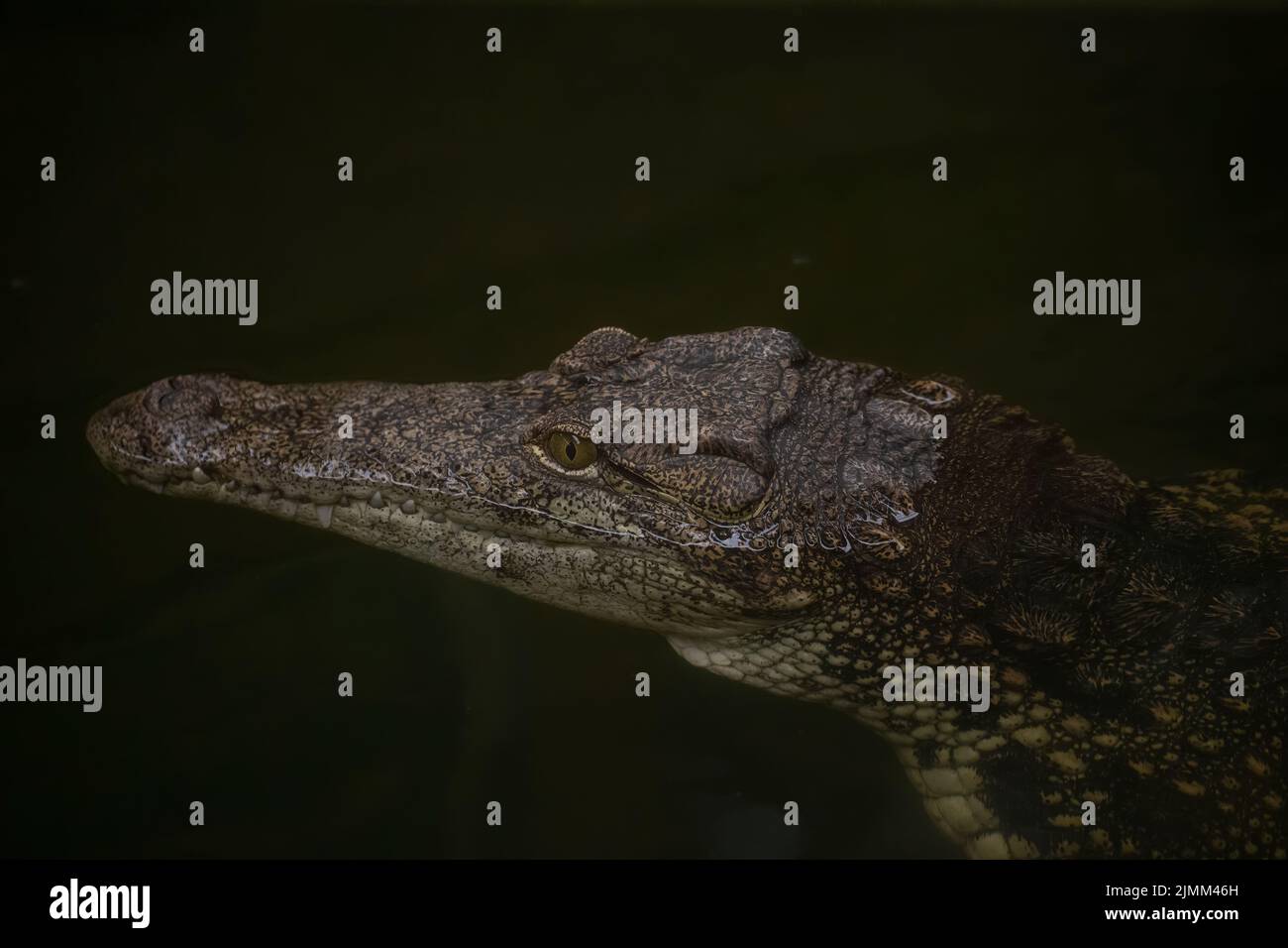 Nile rat hi-res stock photography and images - Alamy