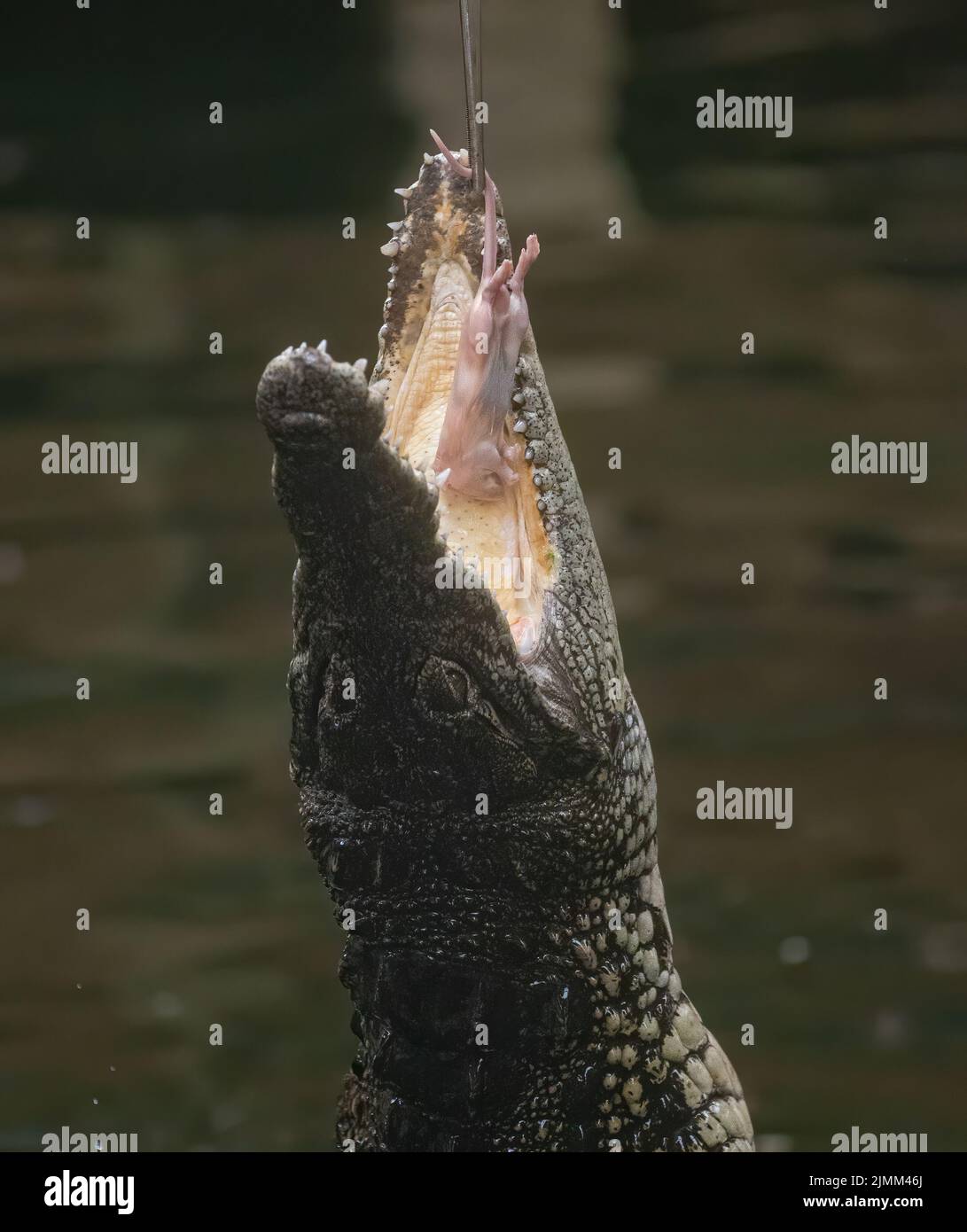 Nile rat hi-res stock photography and images - Alamy