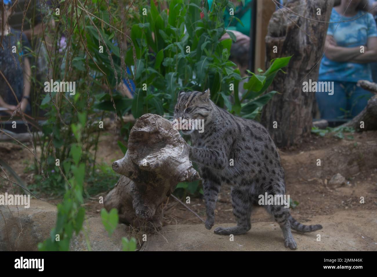 fishing cat looking for fish to eat Stock Photo - Alamy