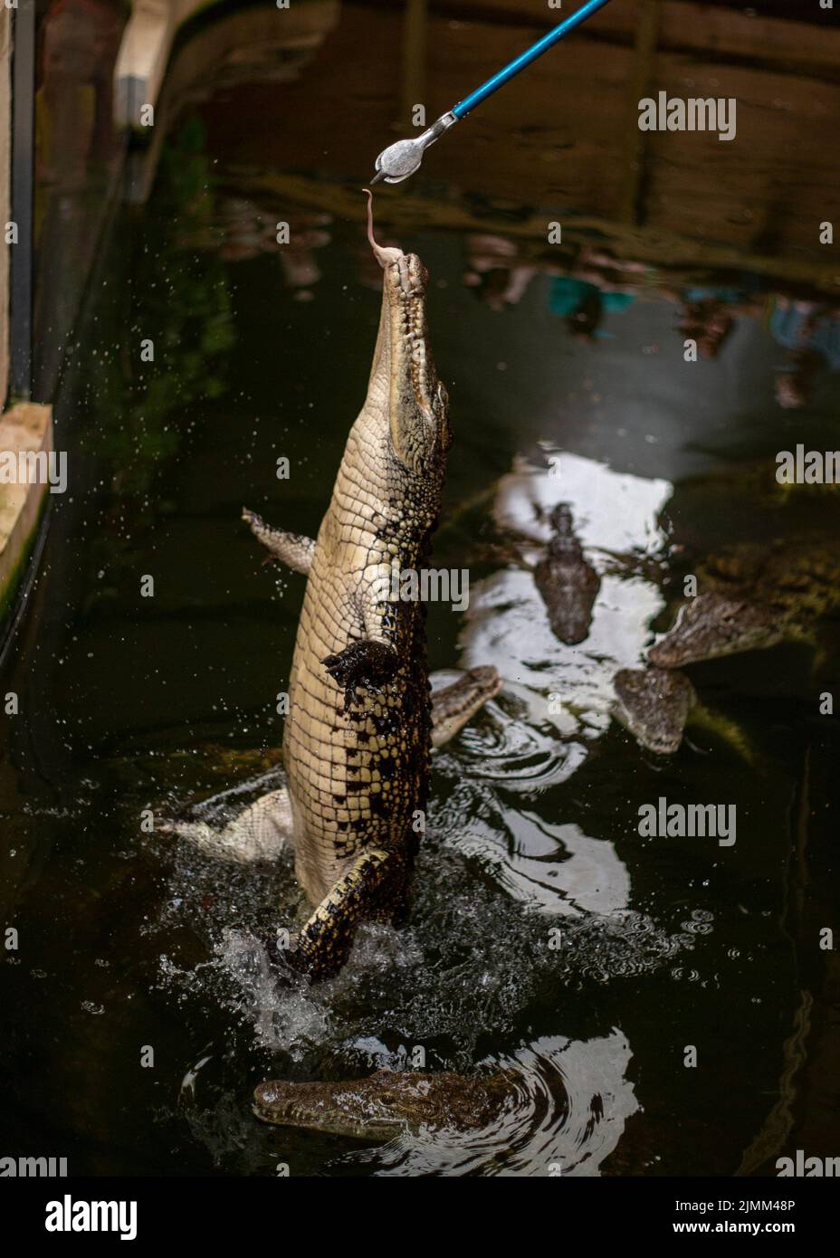 Nile crocodile Stock Photo - Alamy