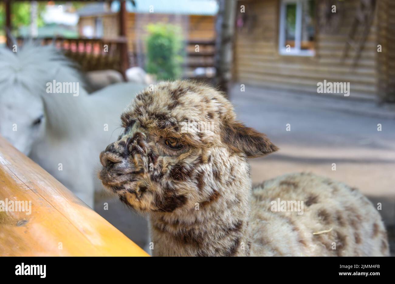 Angry Black Llama