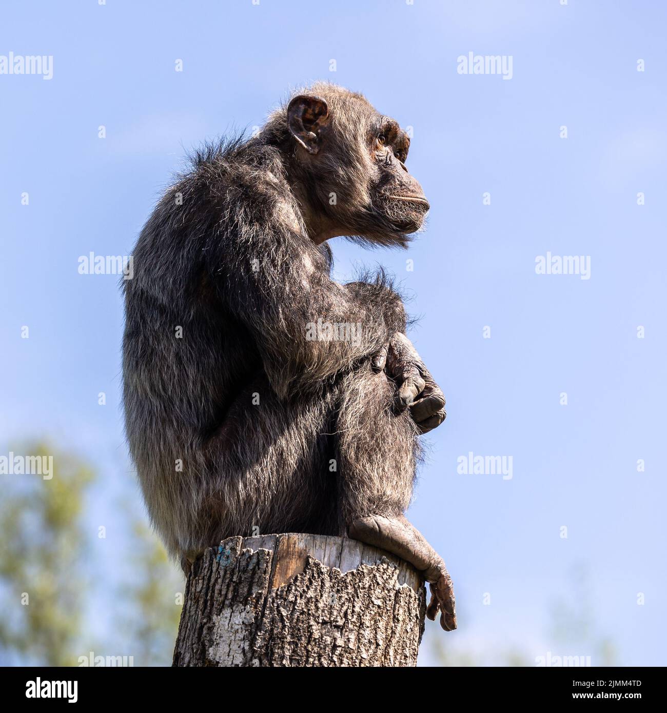 Common Chimpanzee, Pan troglodytes, popular great ape from African ...