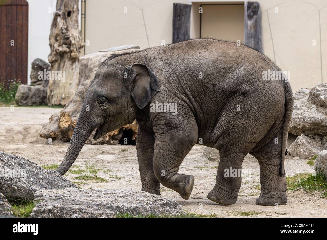 A young little Asian elephant, Elephas maximus also called Asiatic ...