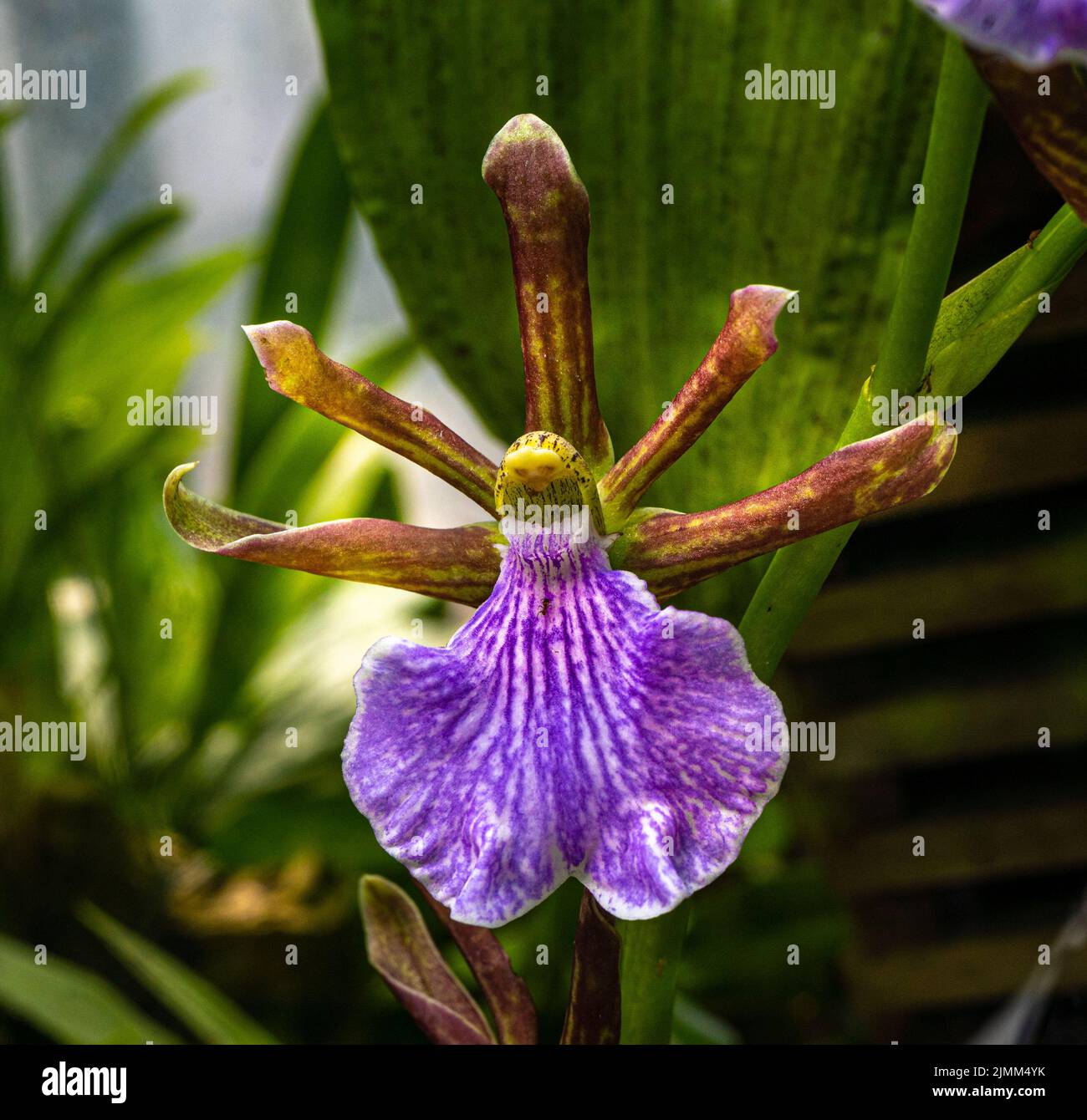 Close up of beauty Phalaenopsis orchid flower. Botanical Garden ...
