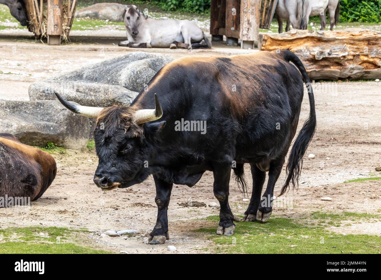 Heck cattle, Bos primigenius taurus, claimed to resemble the extinct ...