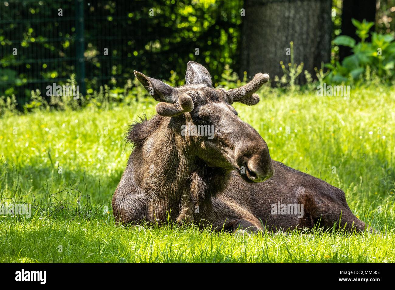 European Moose, Alces alces, also known as the elk. Wild life animal ...