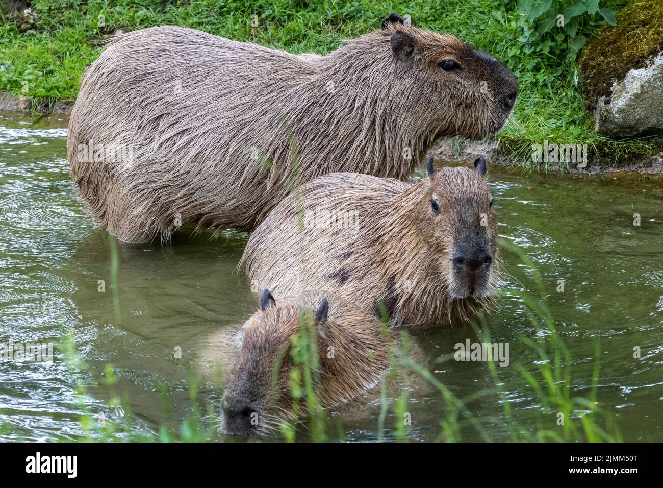 The capybara, Hydrochoerus hydrochaeris is a mammal native to South ...