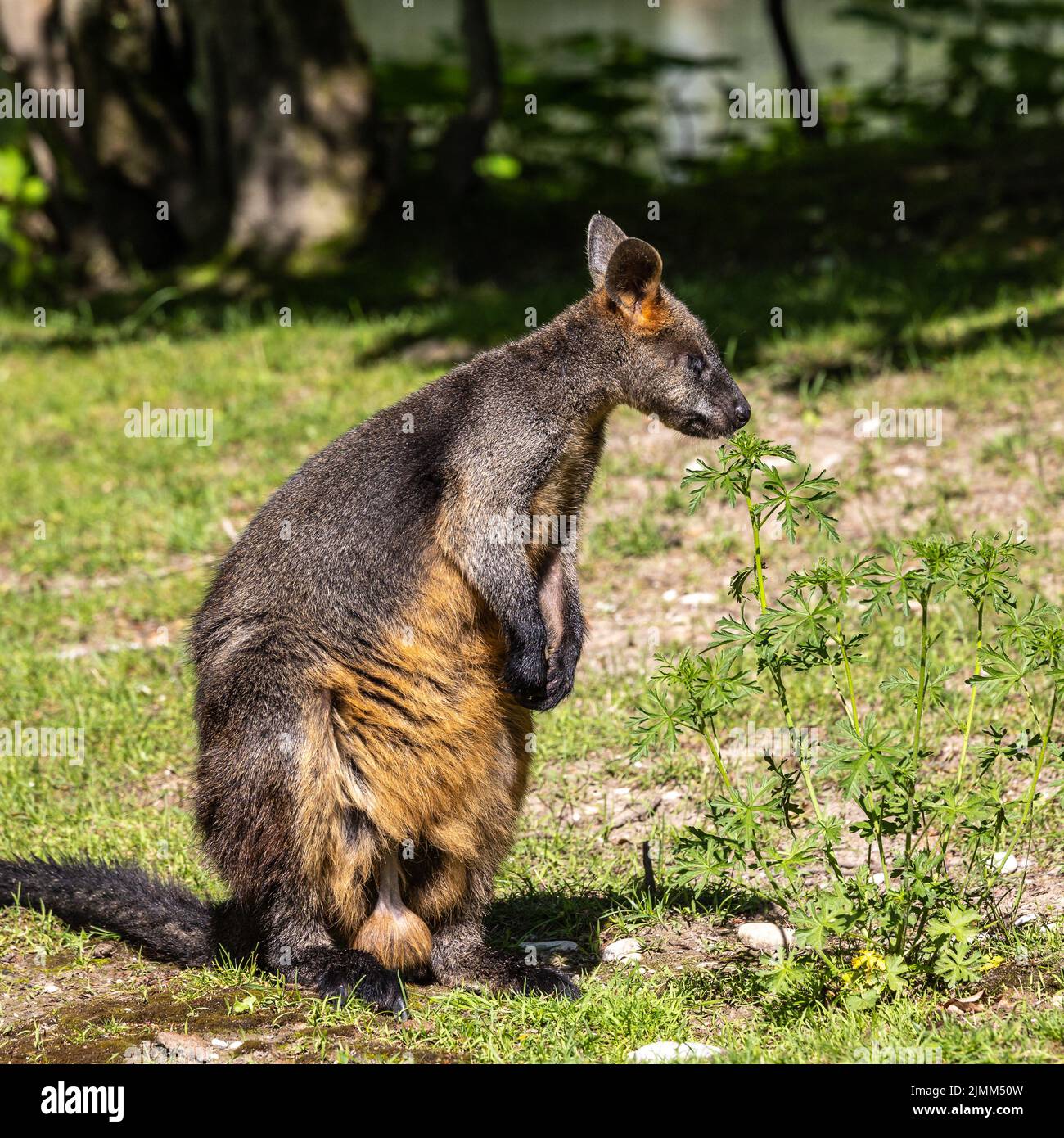 Swamp Wallaby, Wallabia bicolor, is one of the smaller kangaroos. This ...
