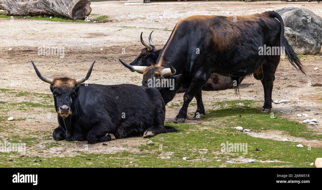 Heck cattle, Bos primigenius taurus, claimed to resemble the extinct ...