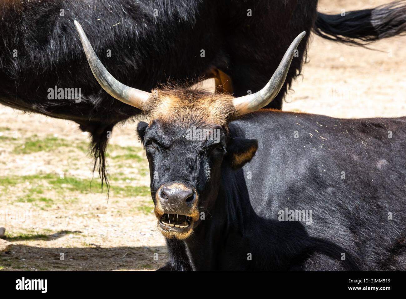 Heck cattle, Bos primigenius taurus, claimed to resemble the extinct ...
