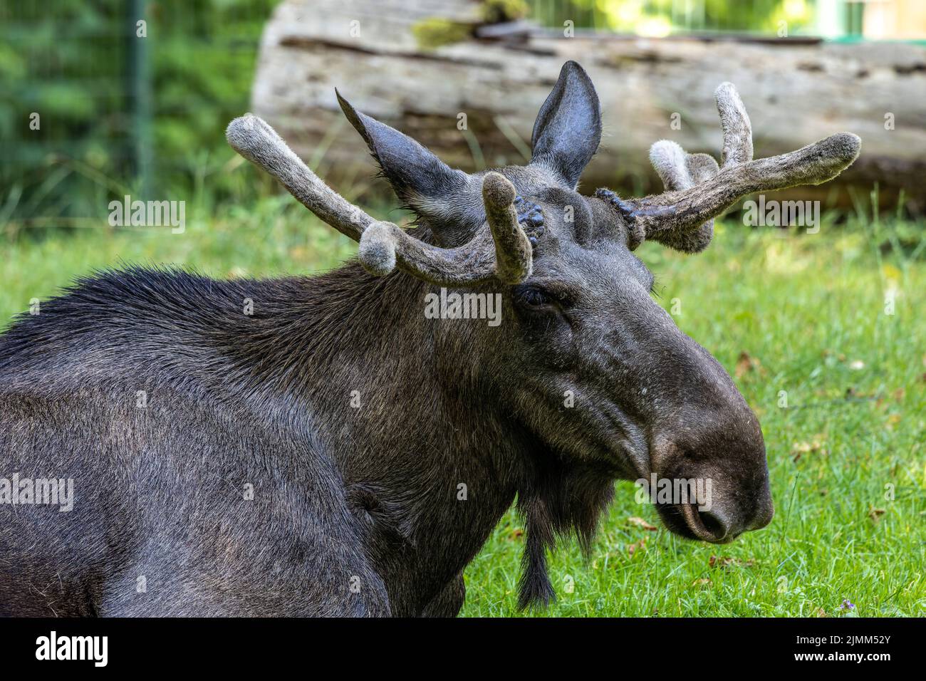European Moose, Alces alces, also known as the elk. Wild life animal ...