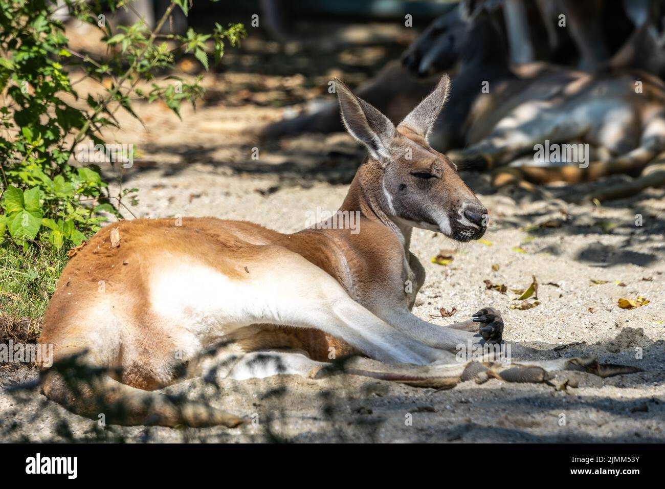 The red kangaroo, Macropus rufus is the largest of all kangaroos, the ...