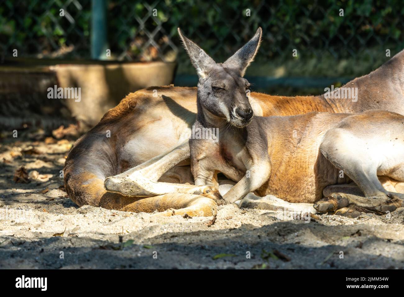 The red kangaroo, Macropus rufus is the largest of all kangaroos, the ...