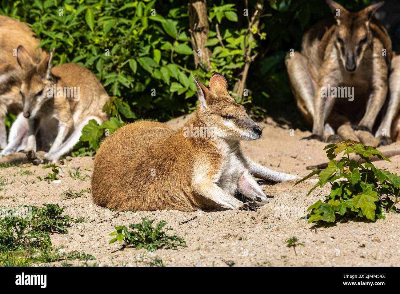 The agile wallaby, Macropus agilis also known as the sandy wallaby is a ...