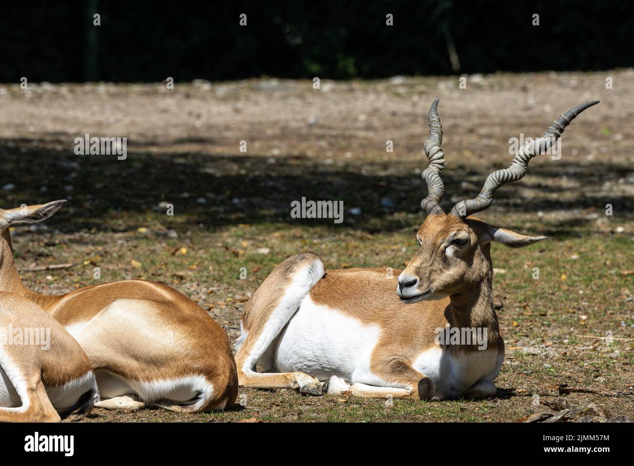 Indian Blackbuck, Antelope cervicapra or Indian antelope. The blackbuck ...
