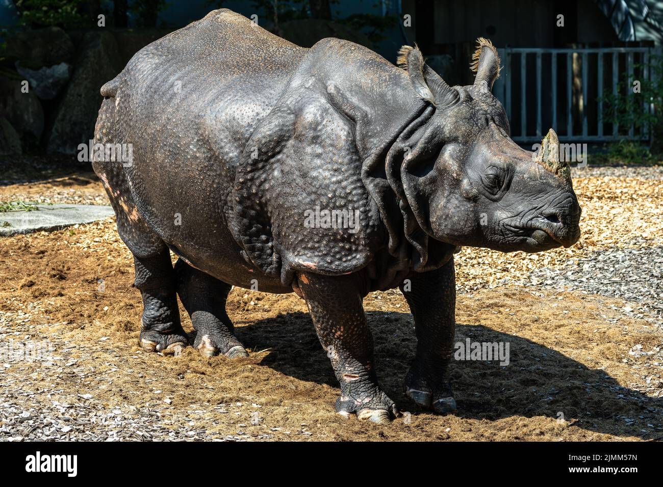 The Indian Rhinoceros, Rhinoceros unicornis is also called Greater One ...