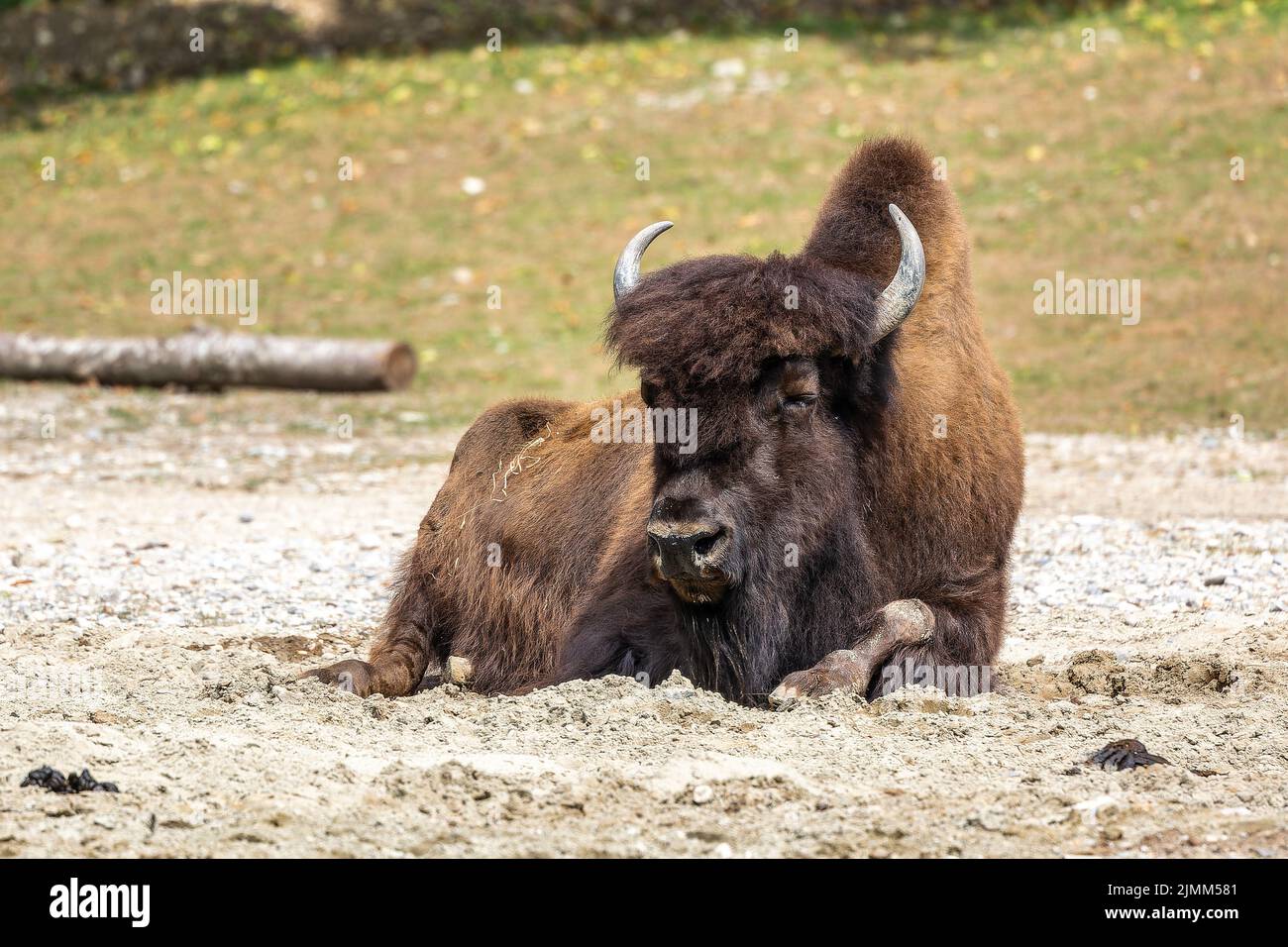 The American bison or simply bison, also commonly known as the American ...