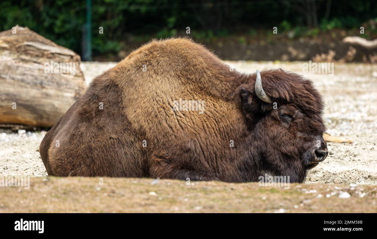 The American bison or simply bison, also commonly known as the American ...