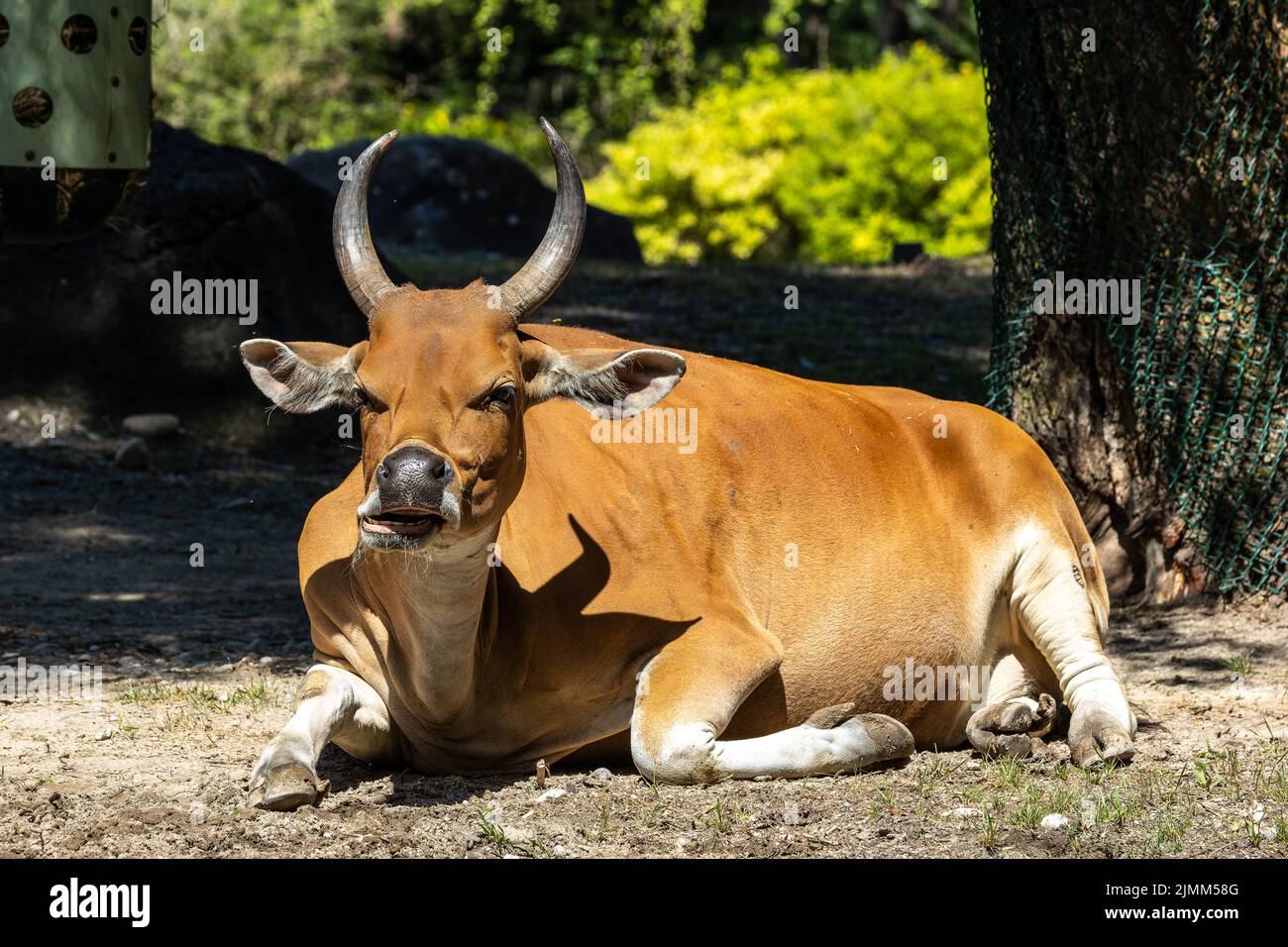 Banteng, Bos javanicus or Red Bull. It is a type of wild cattle But ...
