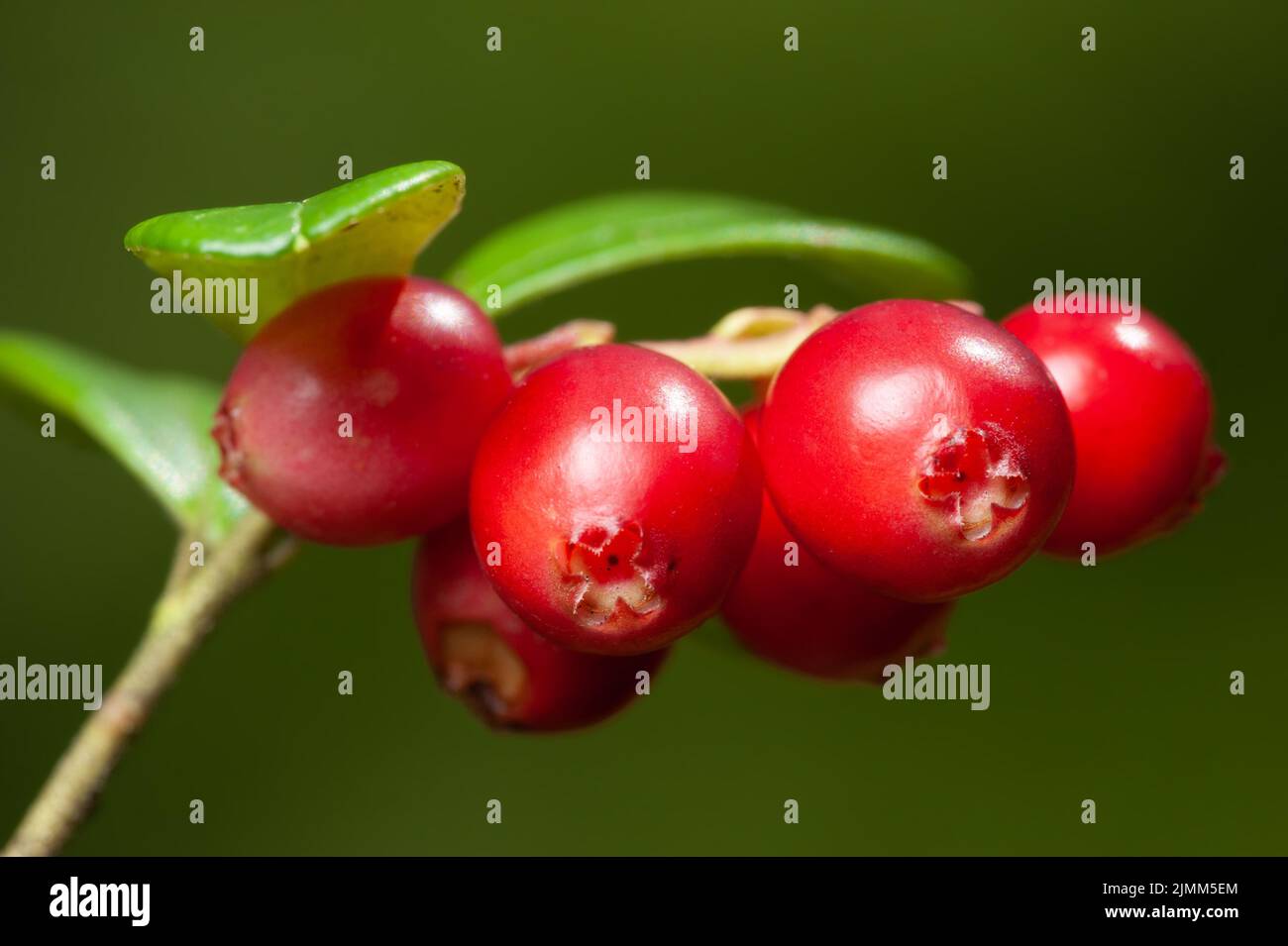 Nature of Europe - cowberry Stock Photo - Alamy