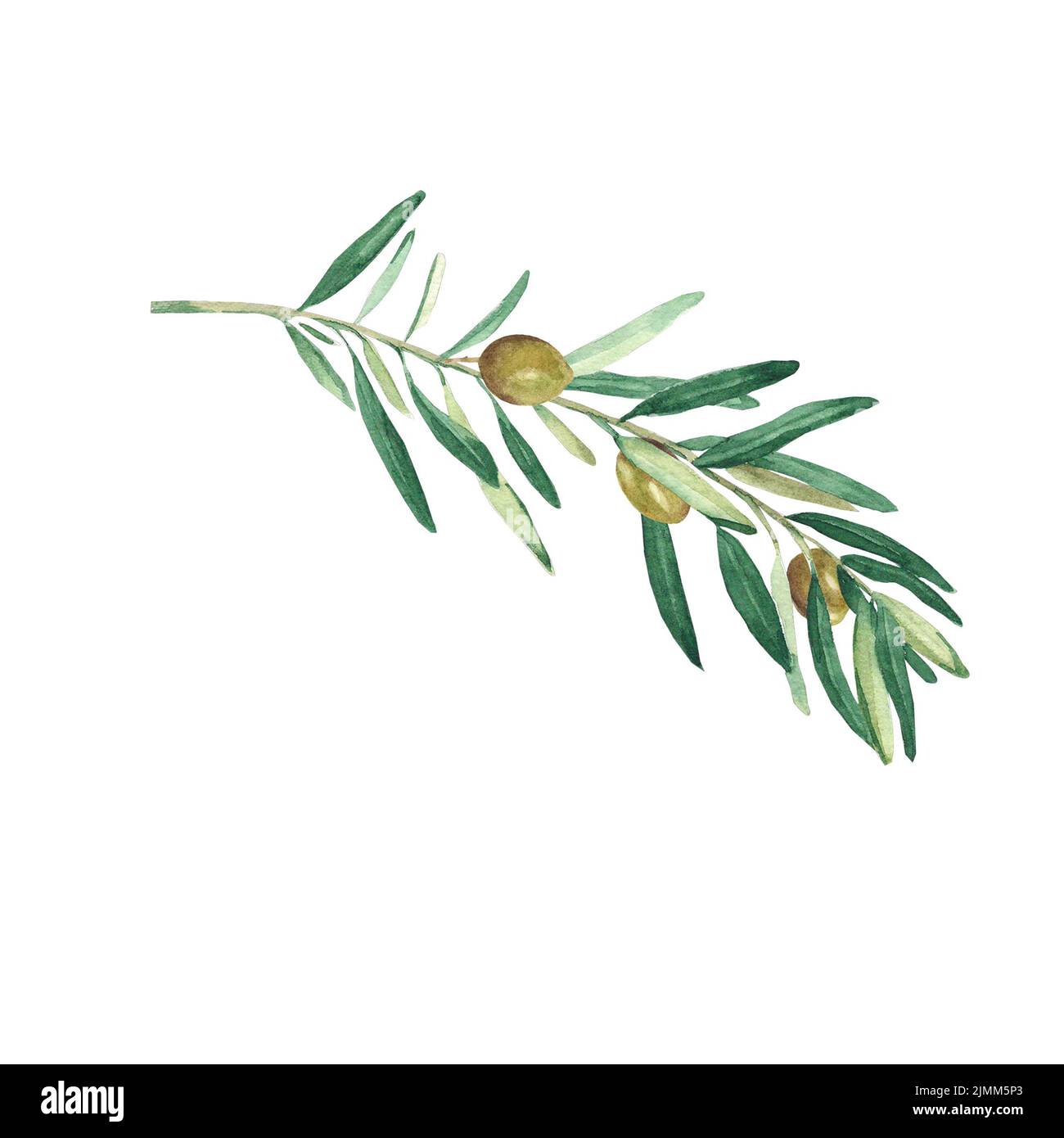 Olive branch with green olives isolated on white background. Watercolor hand drawn botanical ...