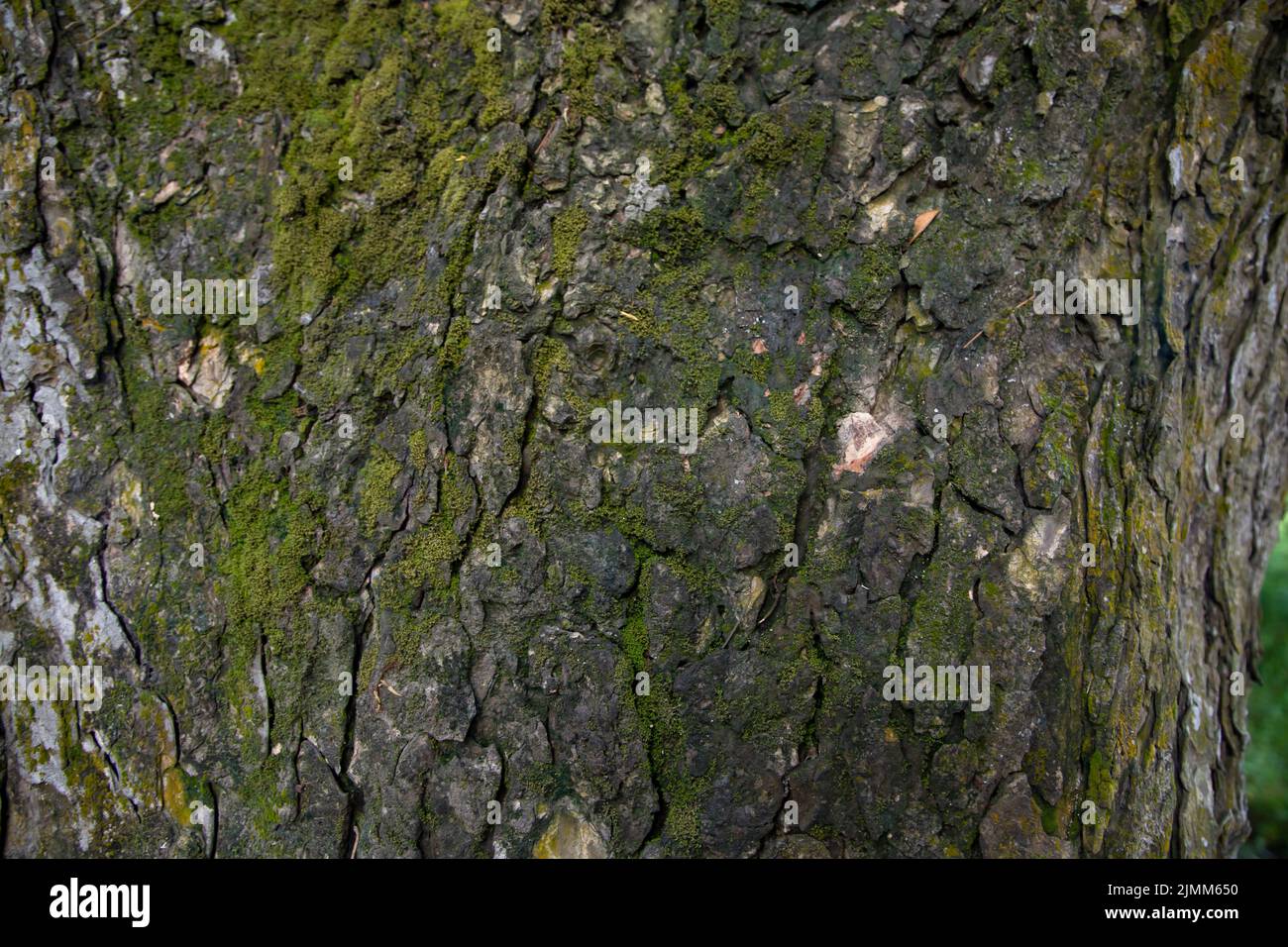 Bark moss mossy tree hi-res stock photography and images - Alamy