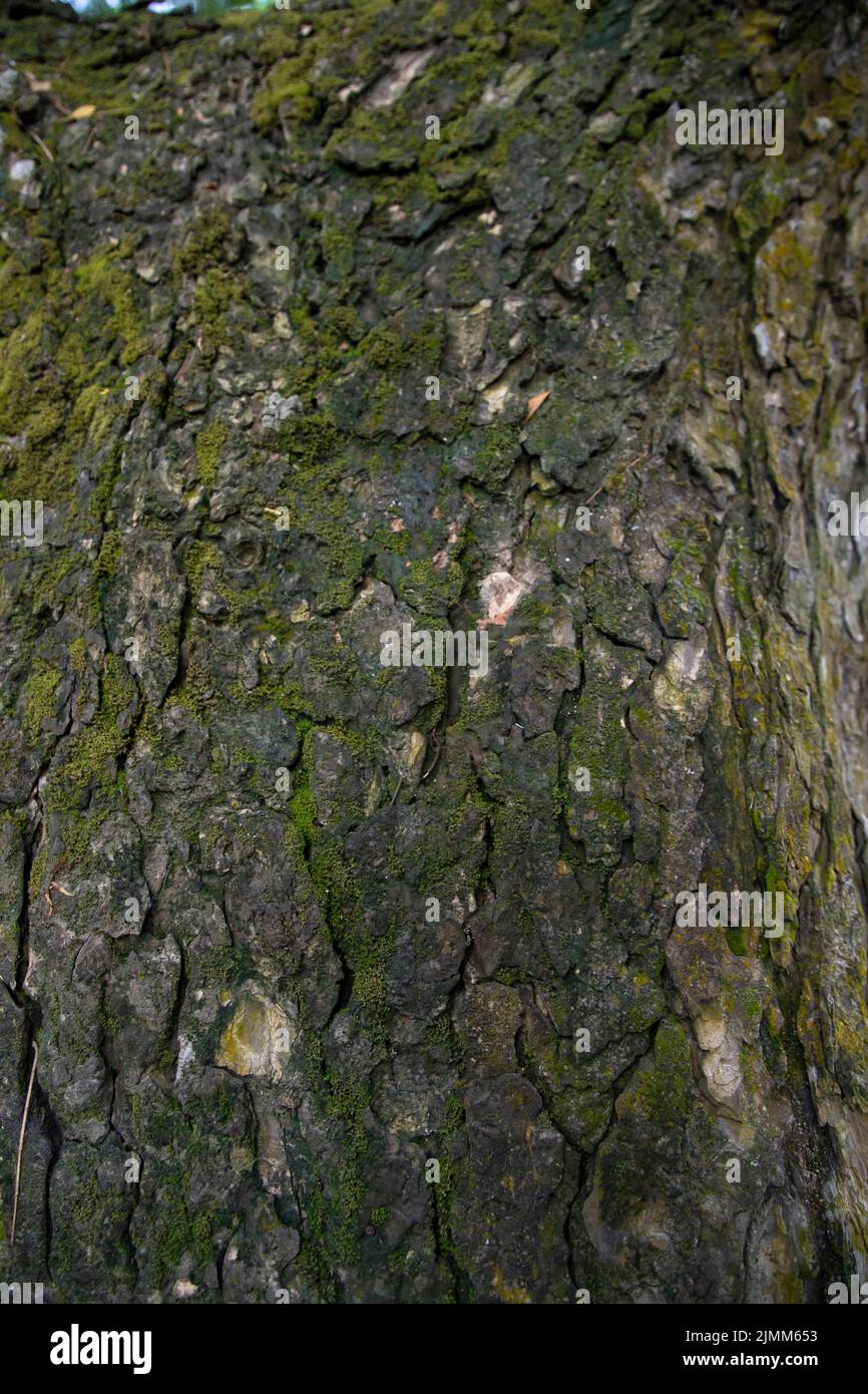 tree bark background covered with green moss Stock Photo - Alamy