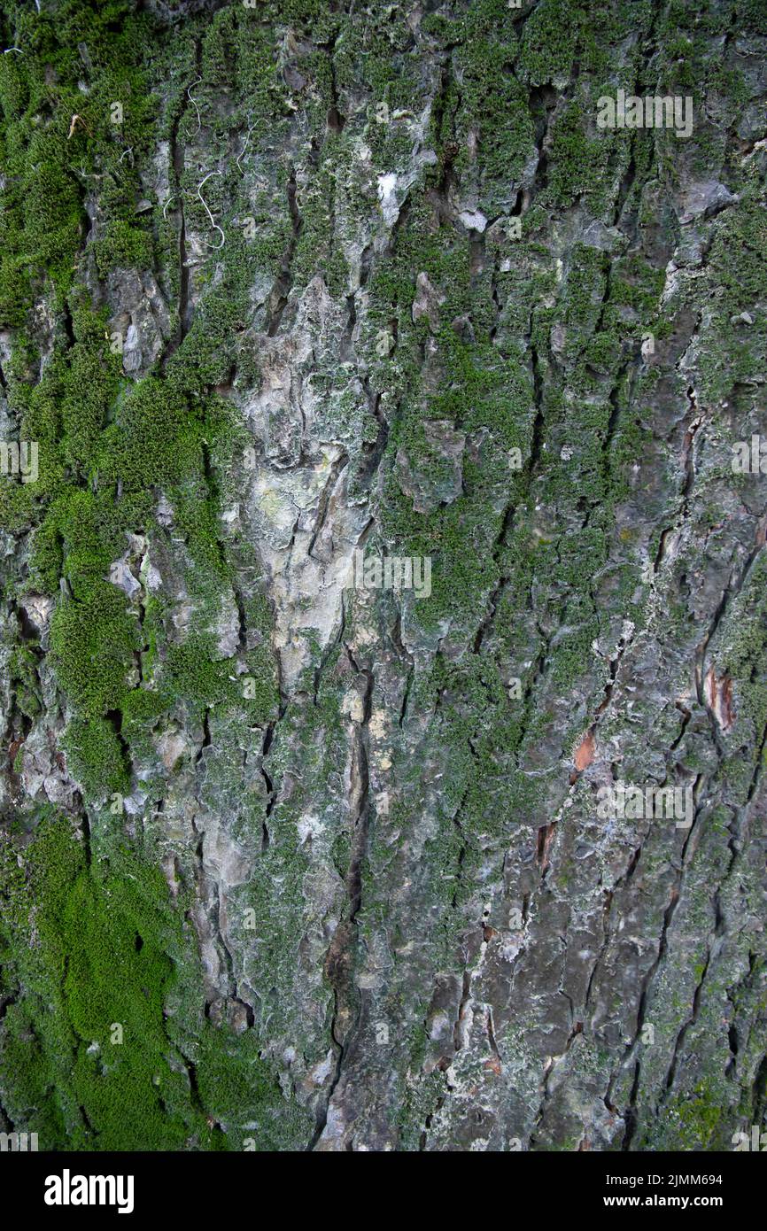 Bark moss mossy tree hi-res stock photography and images - Alamy