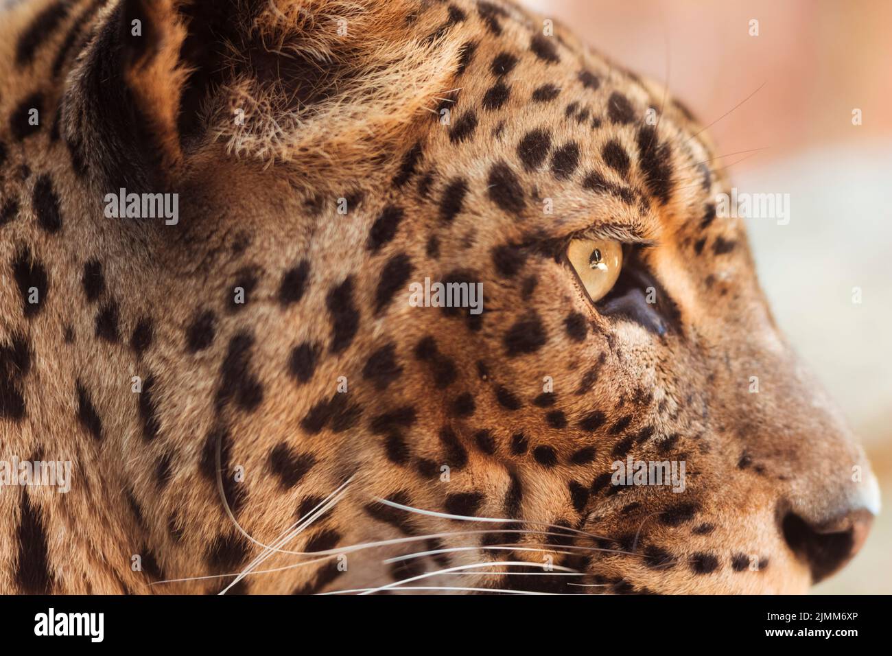 Angry leopard africa hi-res stock photography and images - Alamy