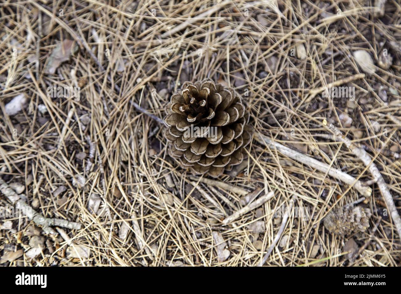 Pine fruit detail, nature and environment Stock Photo - Alamy