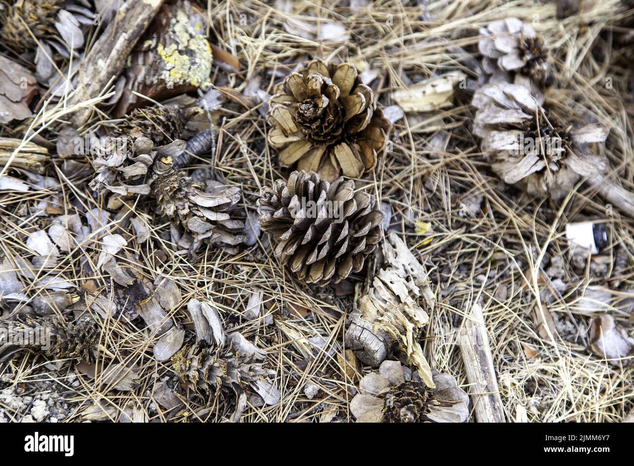 Pine fruit detail, nature and environment Stock Photo - Alamy