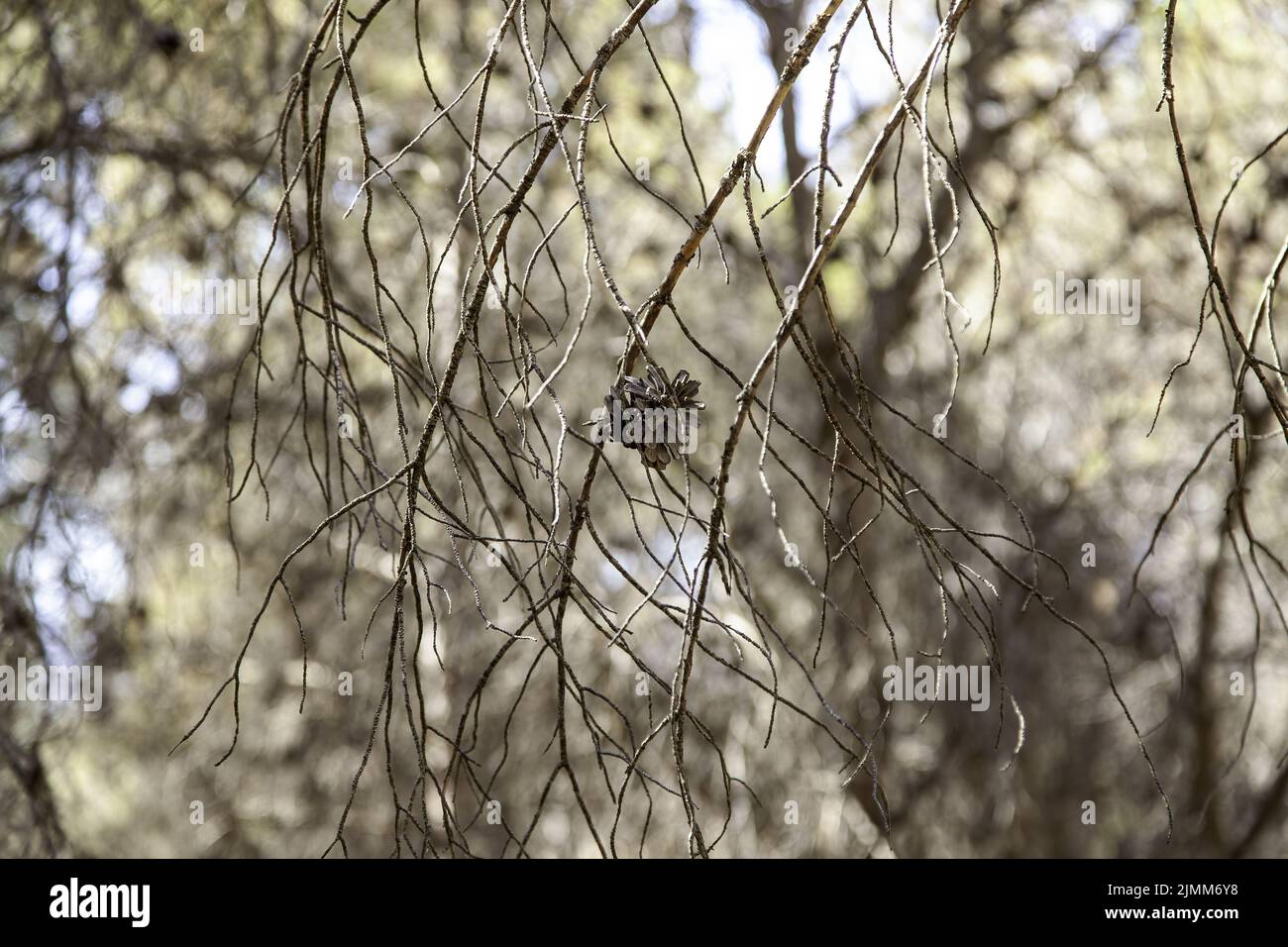 Pine fruit detail, nature and environment Stock Photo - Alamy