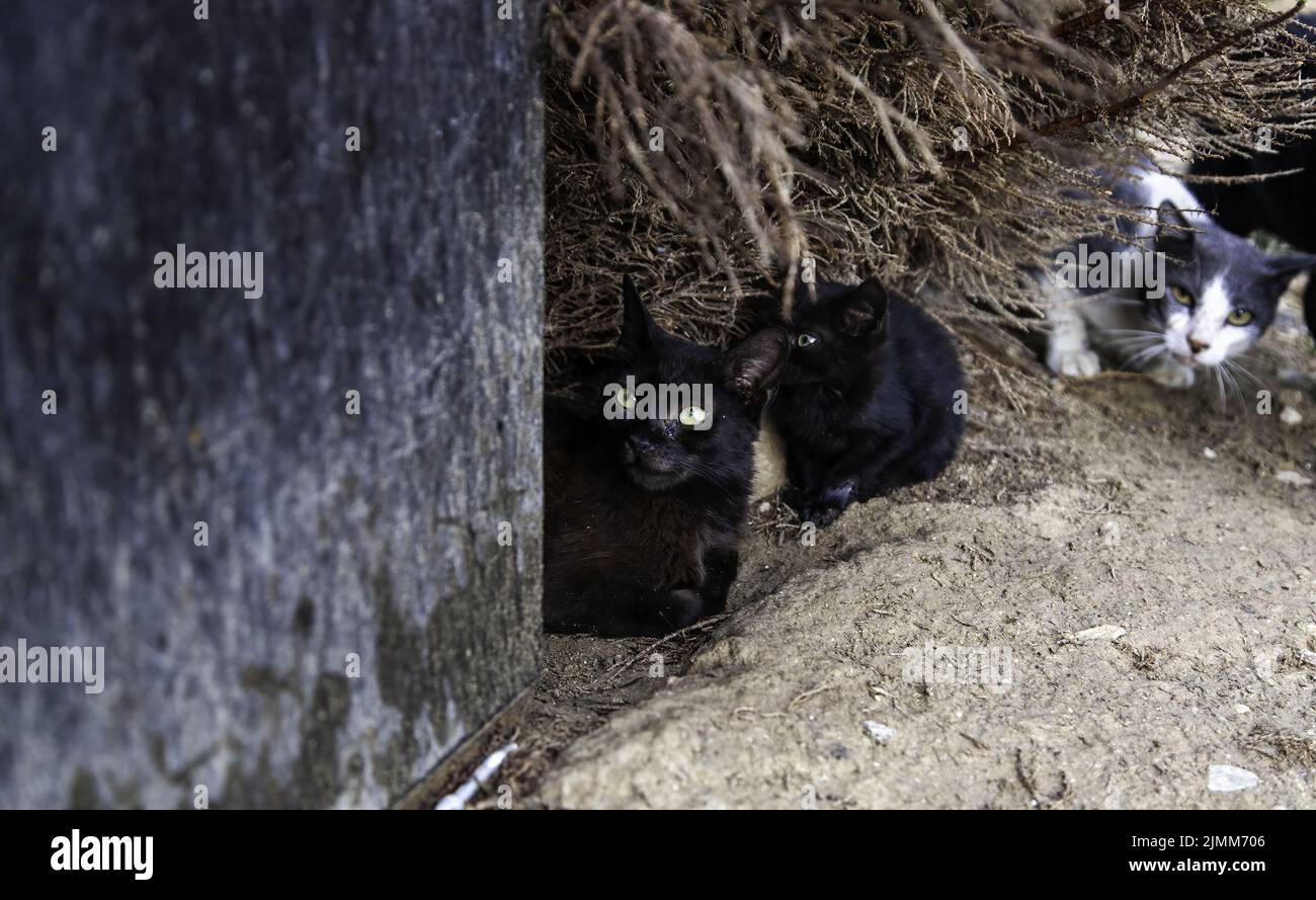 Abandoned street cats, stray animals, pets Stock Photo - Alamy