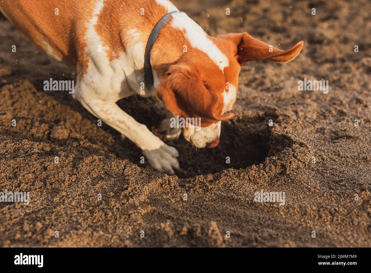 High angle dog seaside Stock Photo - Alamy