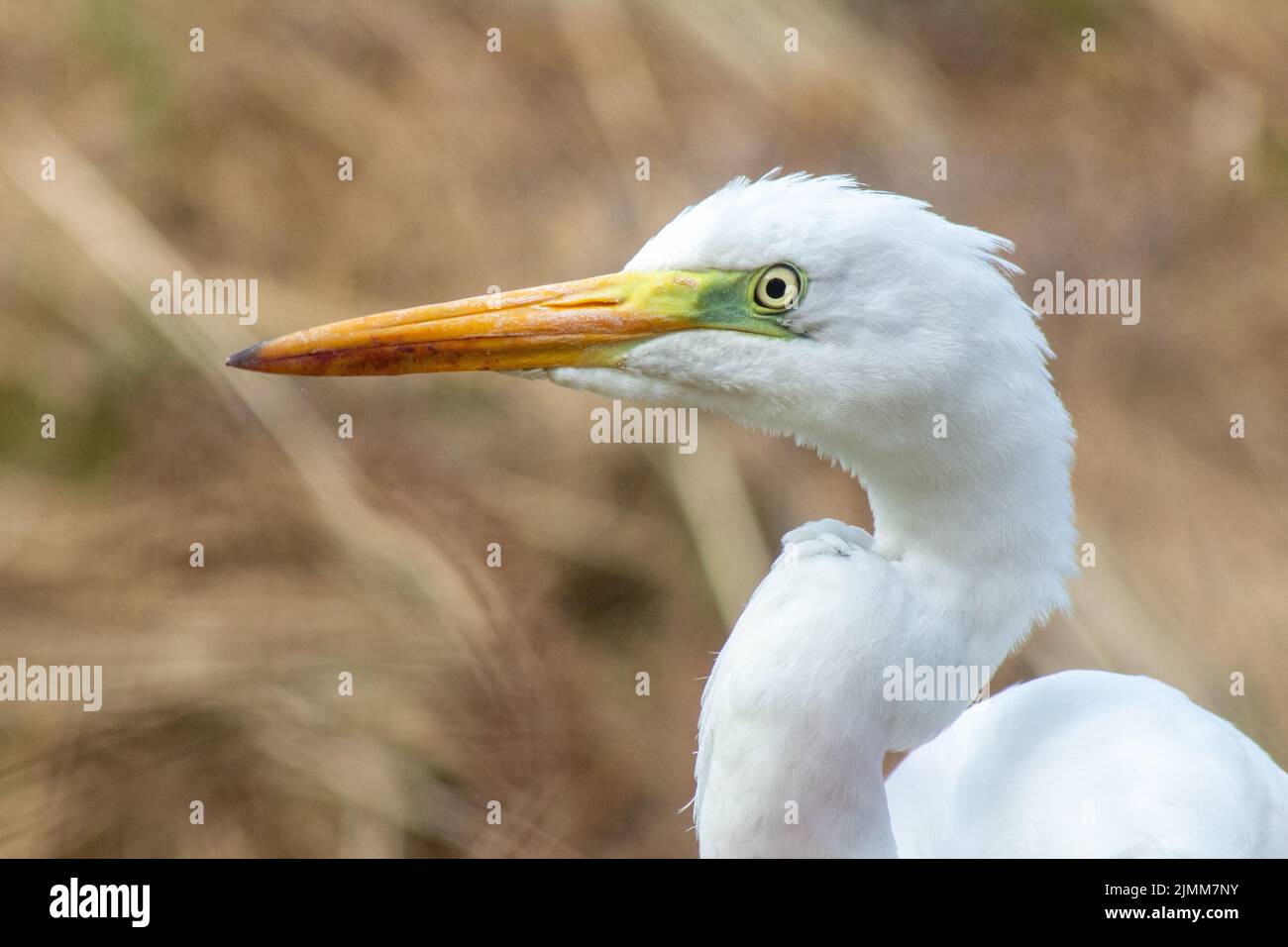 great egret bird close-up portrait Stock Photo - Alamy
