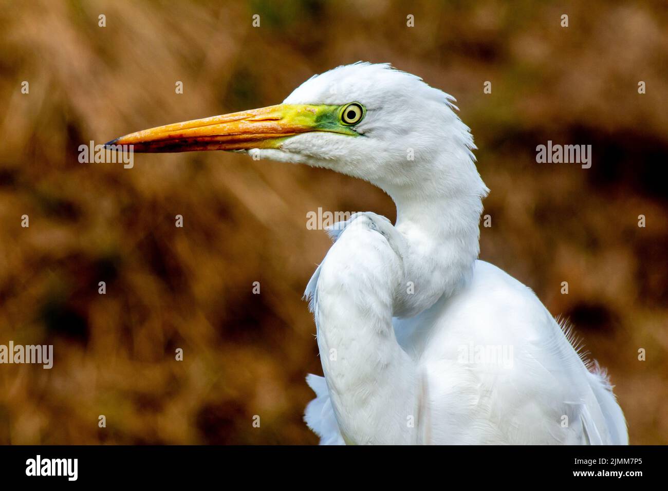 great egret bird close-up portrait Stock Photo - Alamy