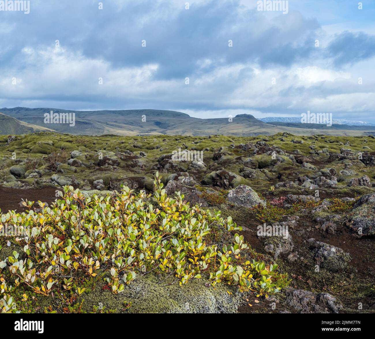 Scenic autumn green lava fields near Fjadrargljufur Canyon in Iceland ...