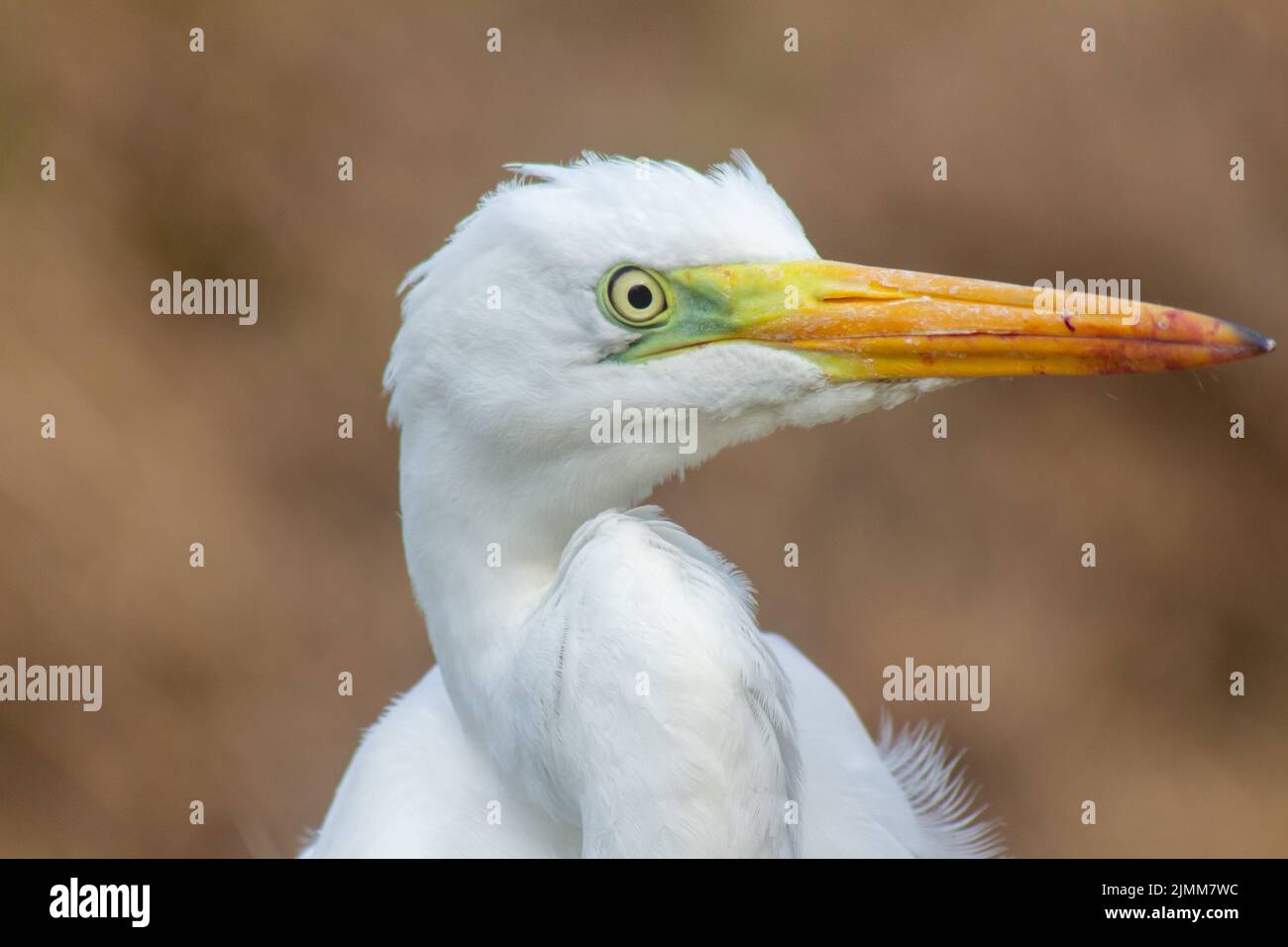 great egret bird close-up portrait Stock Photo - Alamy