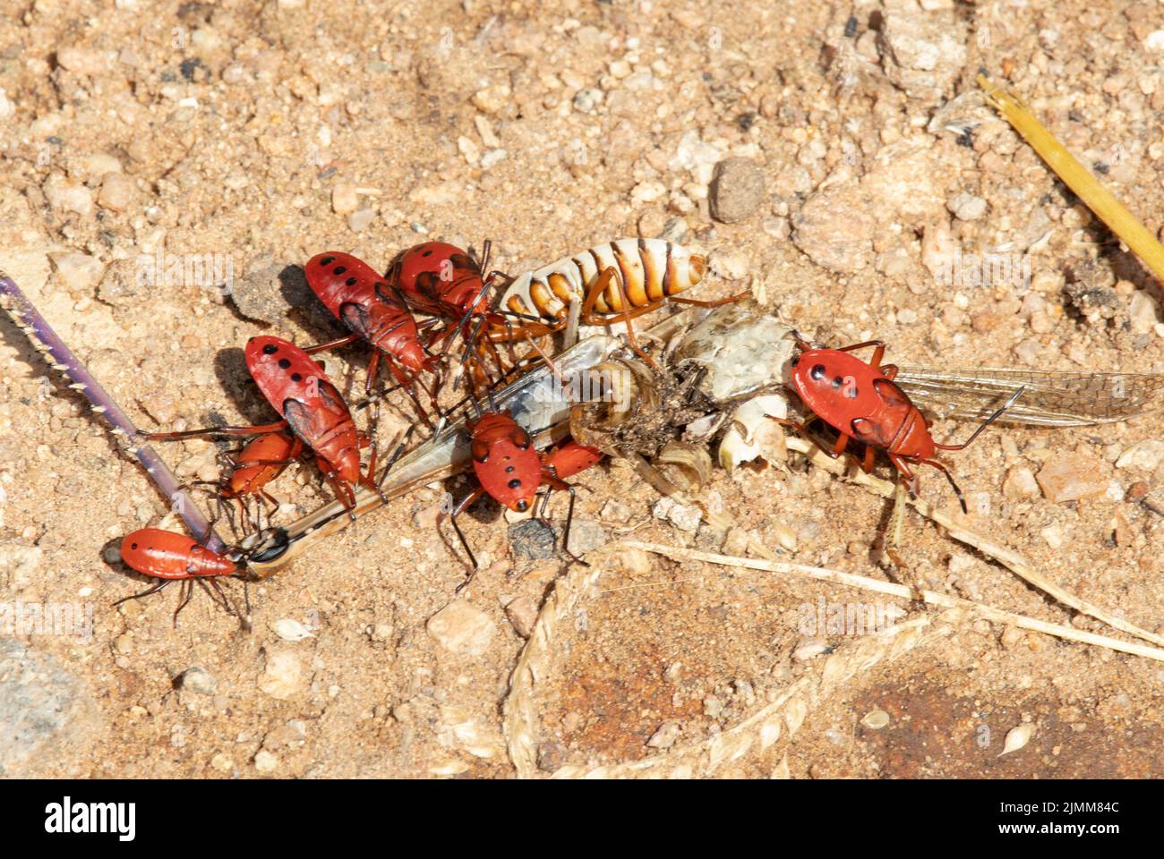 Red Assassin Bugs feed on the remains of a large grasshopper. They are ...