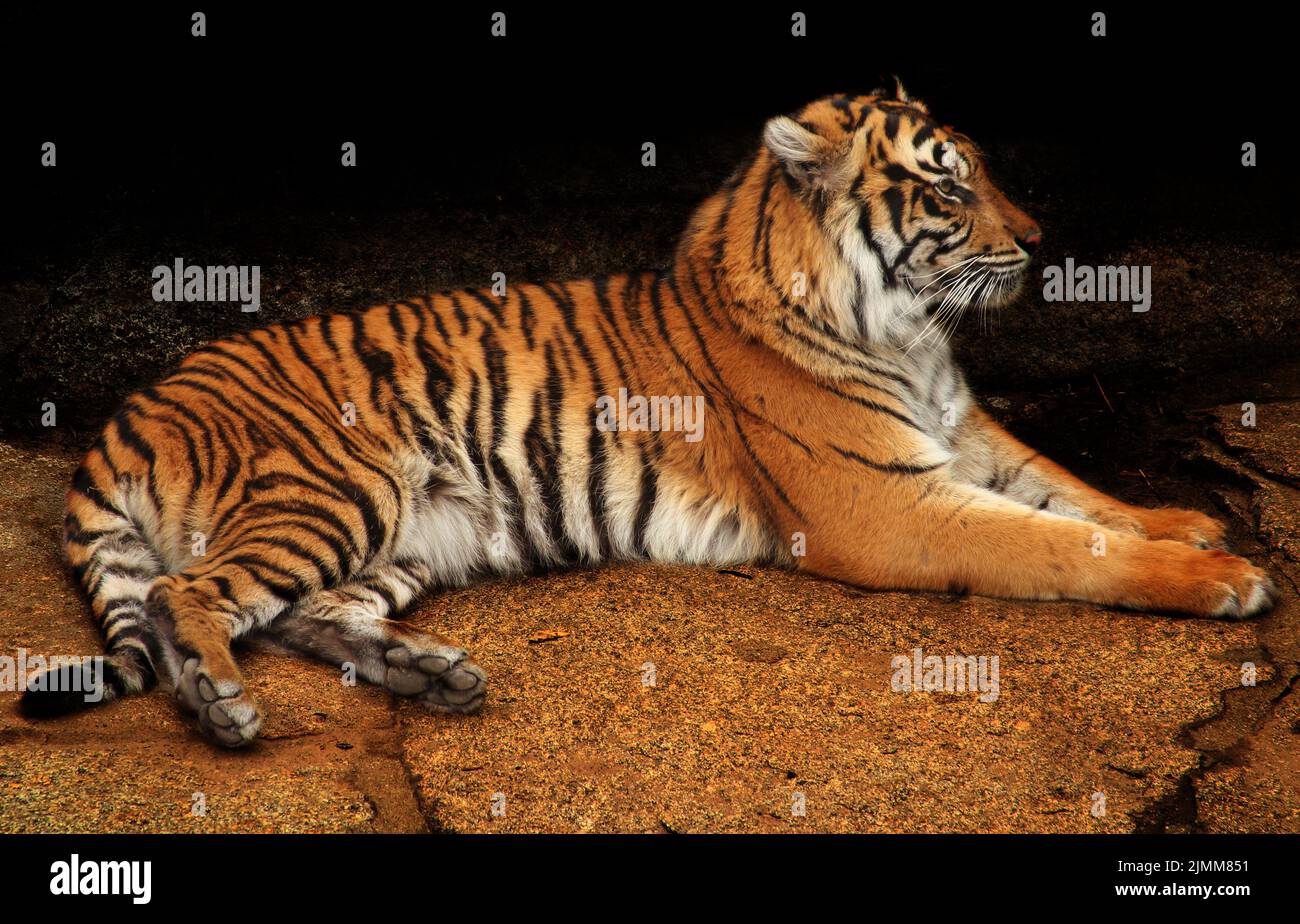 Tiger in the zoo Stock Photo - Alamy