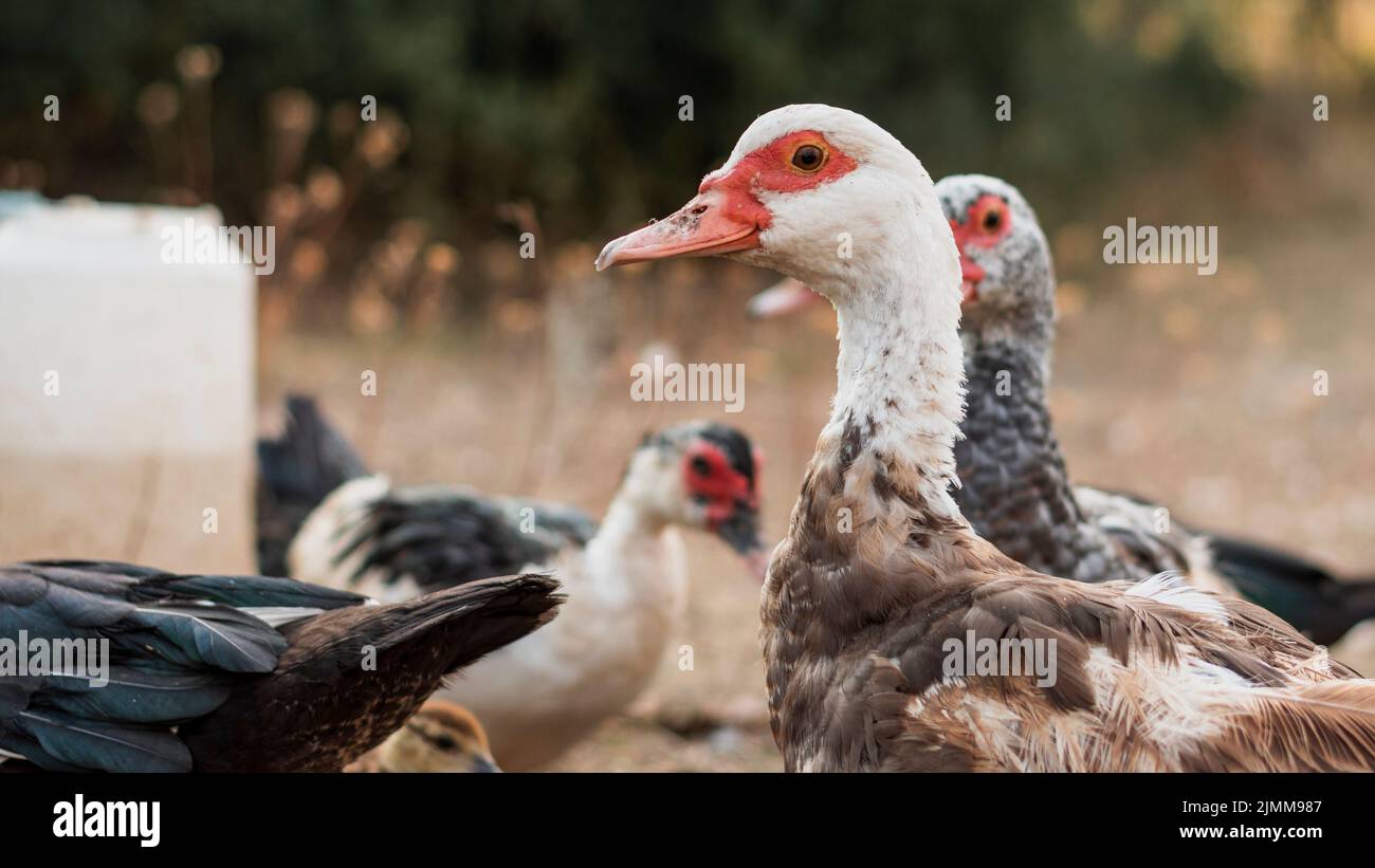 Duck standing looking camera hi-res stock photography and images - Alamy