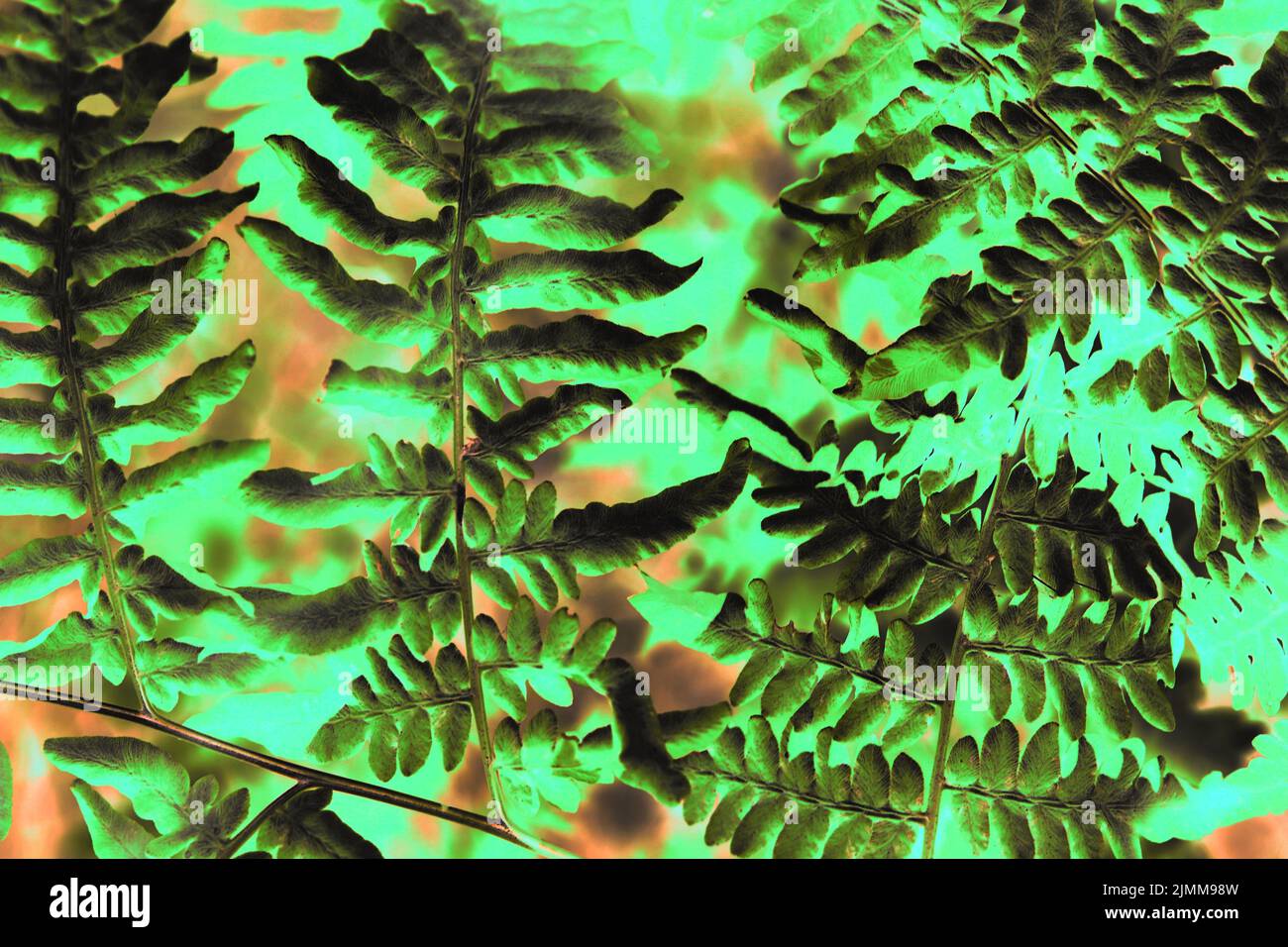 Closeup of a wild summer fern growing in the sunny meadow in a bright ...